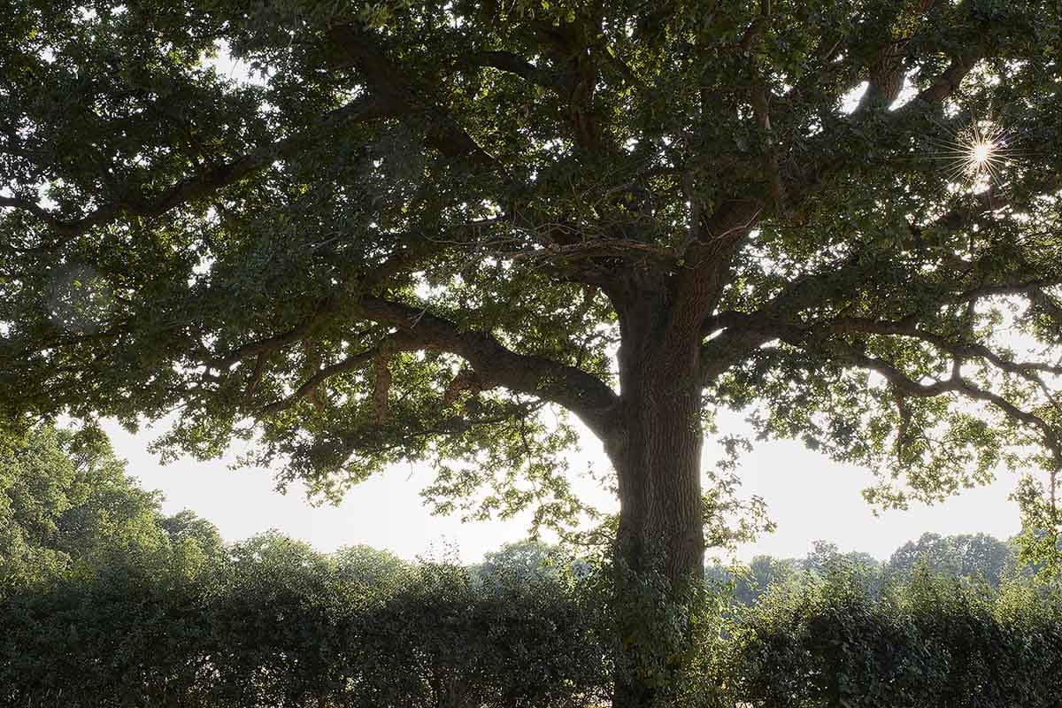 Sustainability - Benchmark US